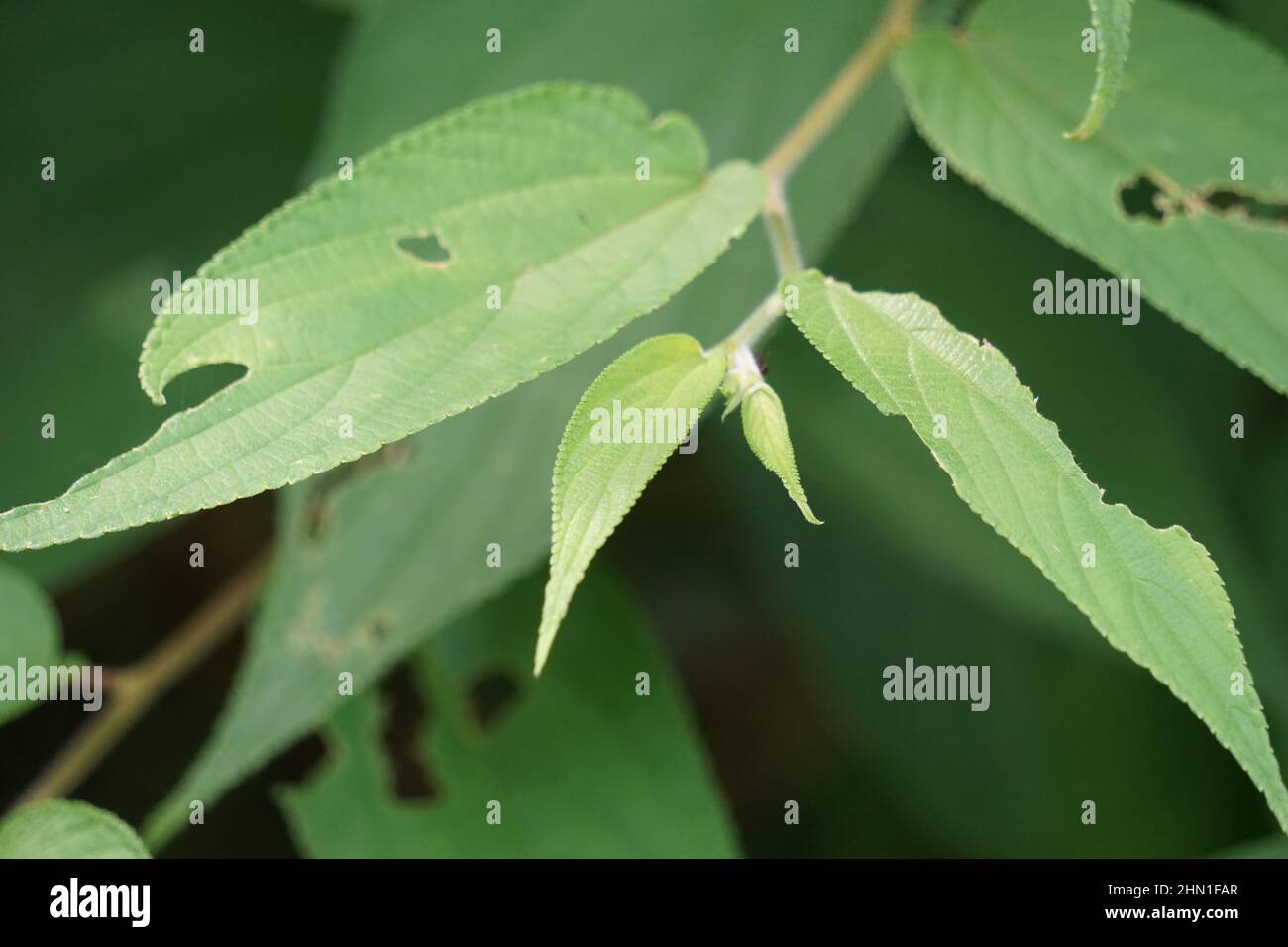 Trema orientale (also called Trema orientalis, Cannabaceae, charcoal ...