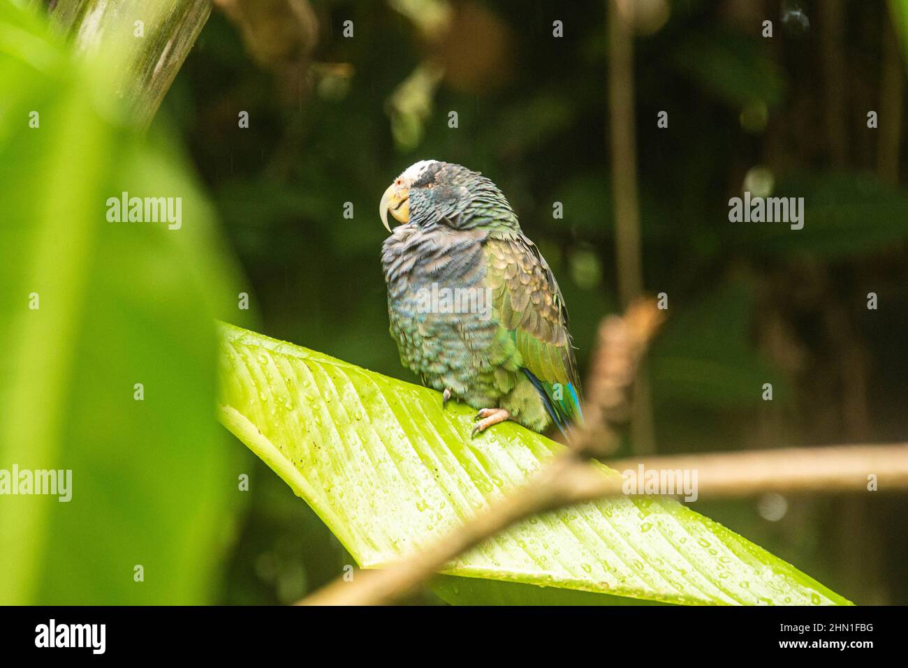 White-crowned Parrot (Pionus senilis), Cahuita National Park, Costa ...
