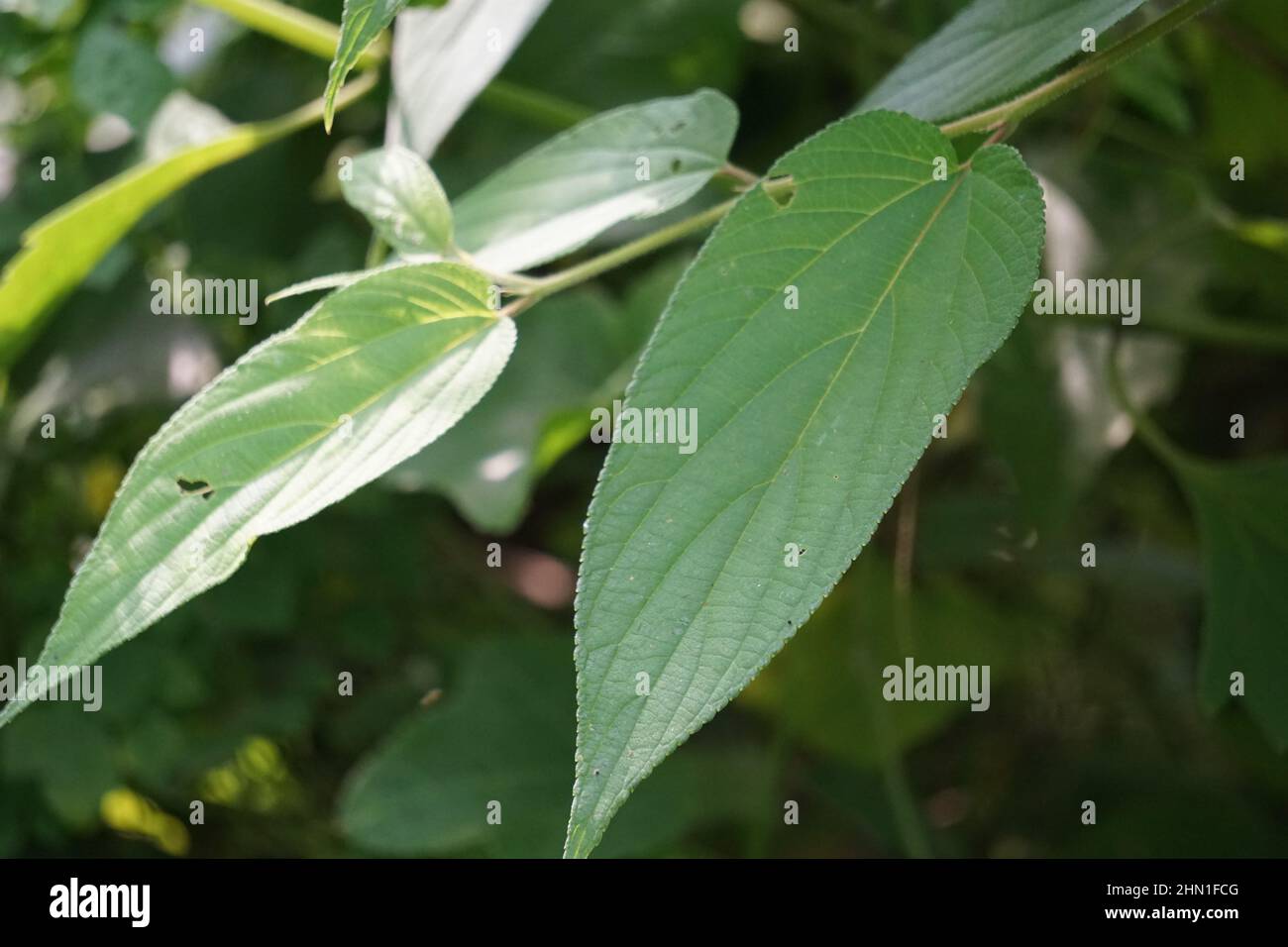 Trema orientale (also called Trema orientalis, Cannabaceae, charcoal ...