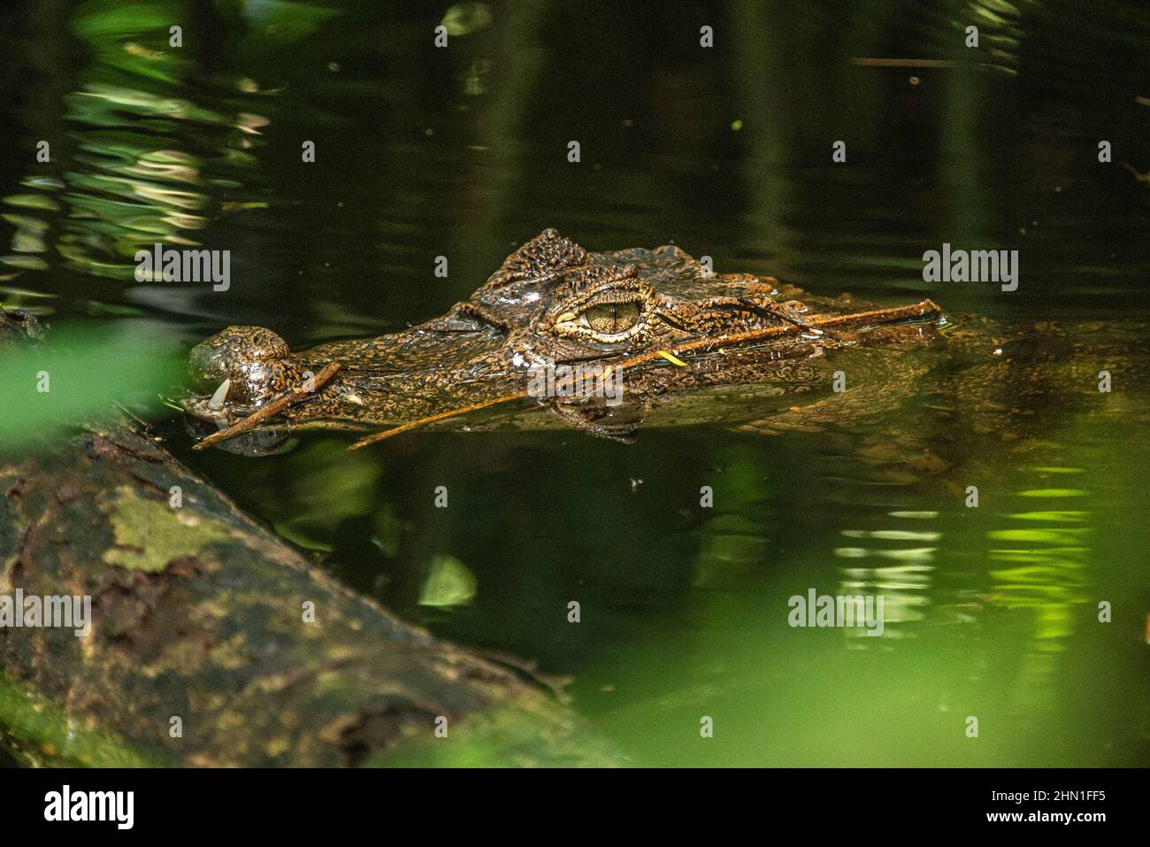 Lurking spectacled caiman (Caiman crocodilus), Cahuita National Park ...