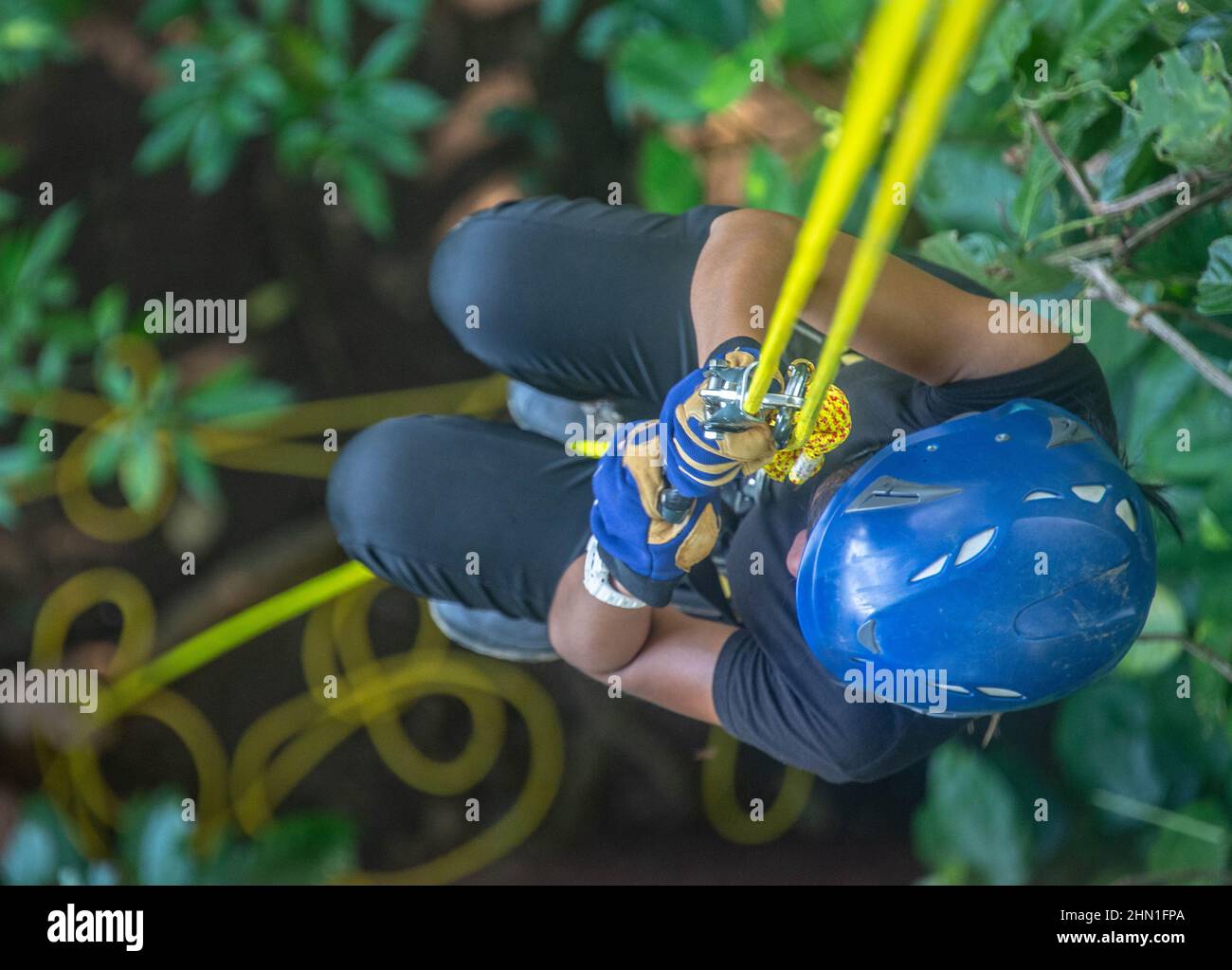 Climbing a rope to a jungle treehouse, Manzanillo, Costa Rica Stock ...