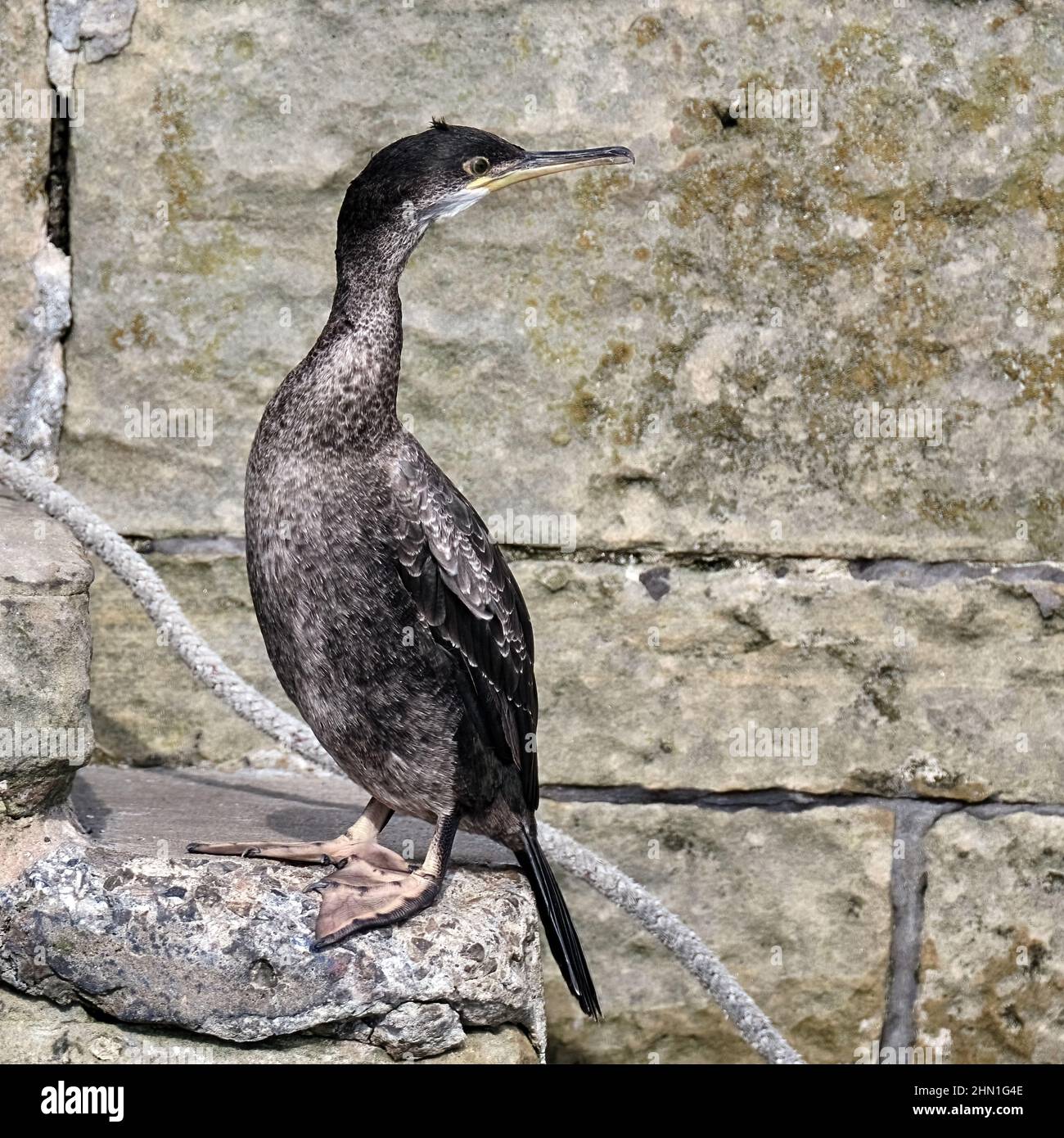 Super shag hi-res stock photography and images - Alamy