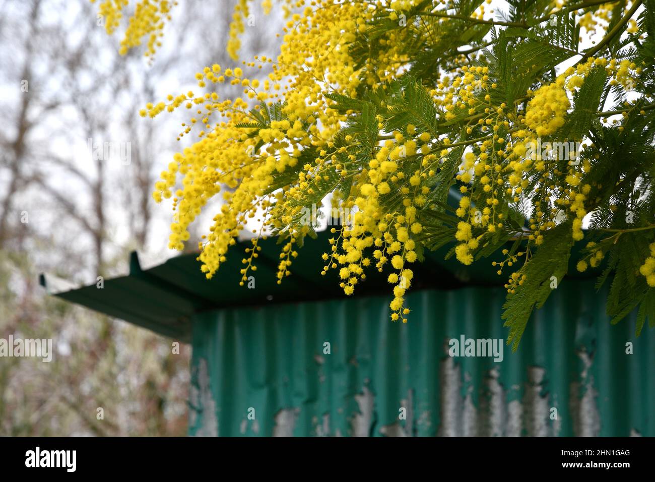 yellow mimosa flowers on the plant. Mimosa blossoms in italy in ...