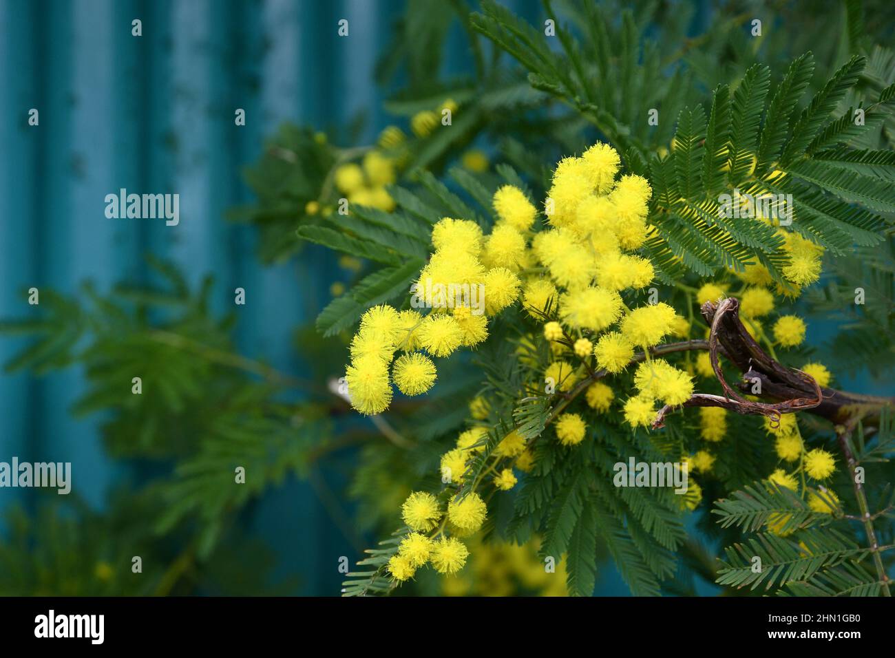 Mimosa blossoms in italy in February. Twig of yellow mimosa flowers on ...