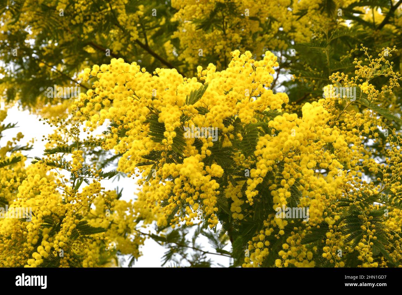 yellow mimosa flowers on the plant. Mimosa blossoms in italy in ...