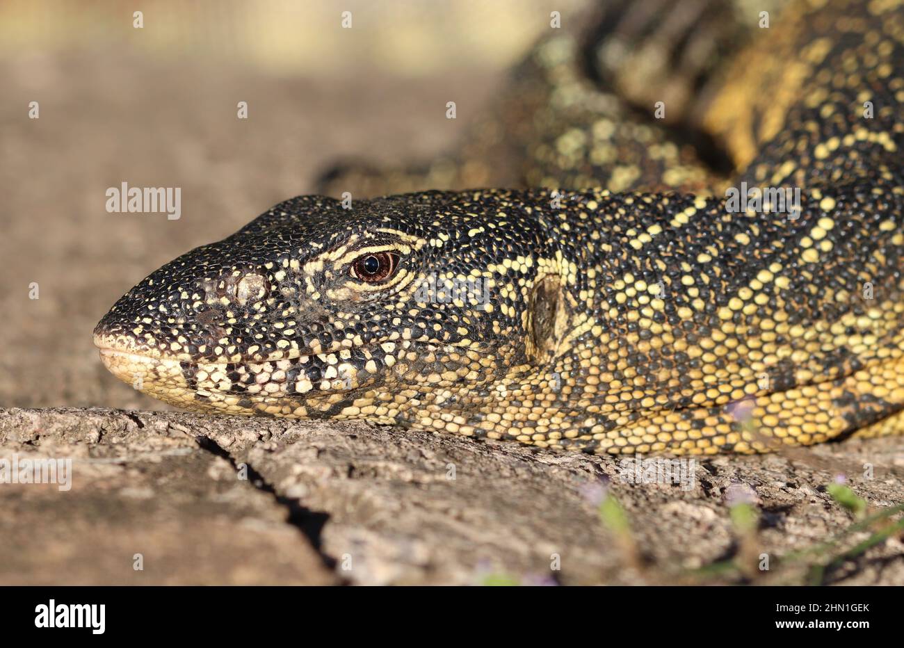 Nile Monitor, South Africa Stock Photo - Alamy