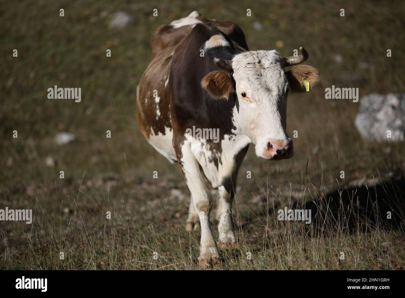 Herds of cows or sheep in nature environment and different condition ...
