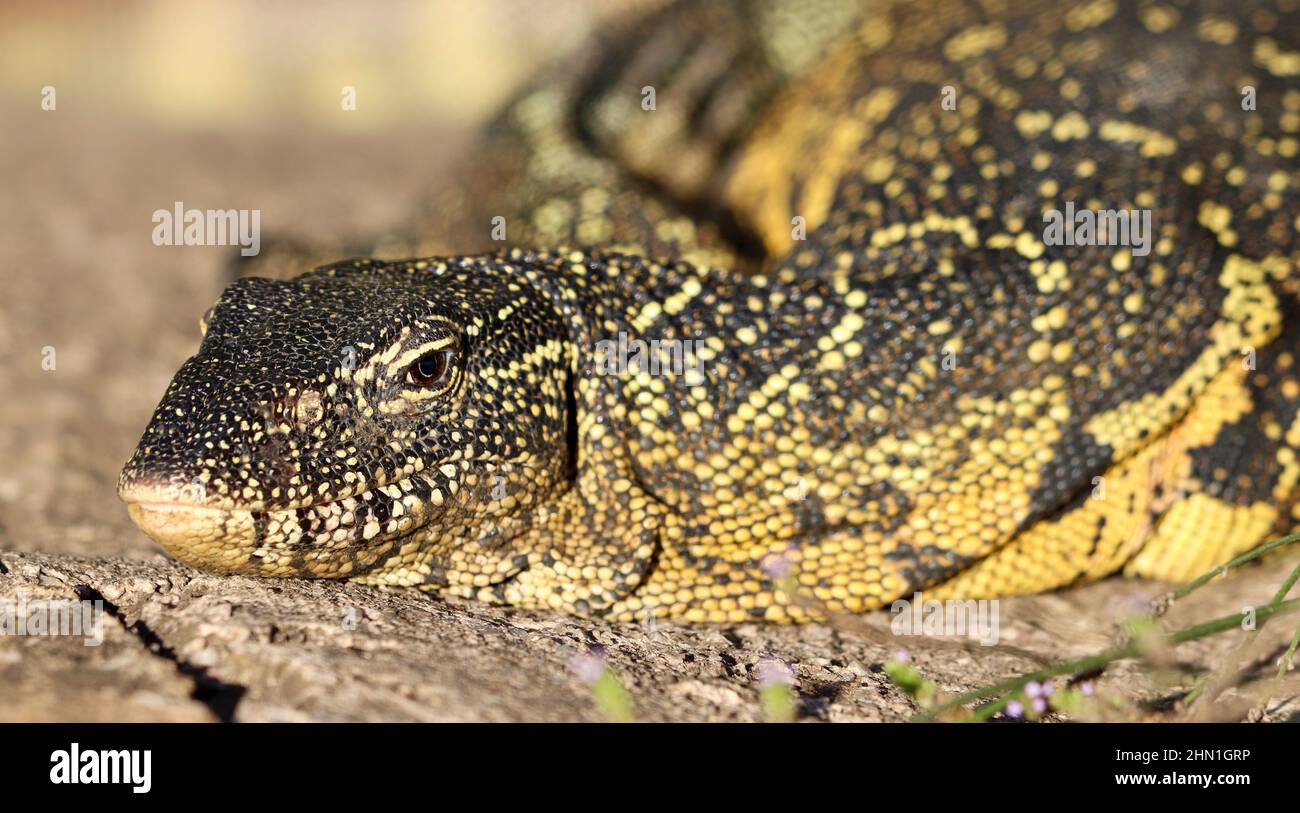 Nile Monitor, South Africa Stock Photo - Alamy