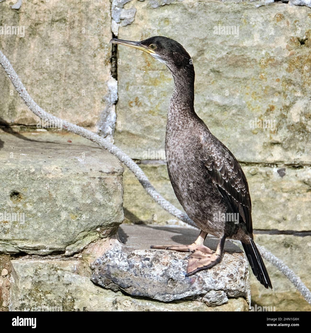 Juvenile shag hi-res stock photography and images - Alamy