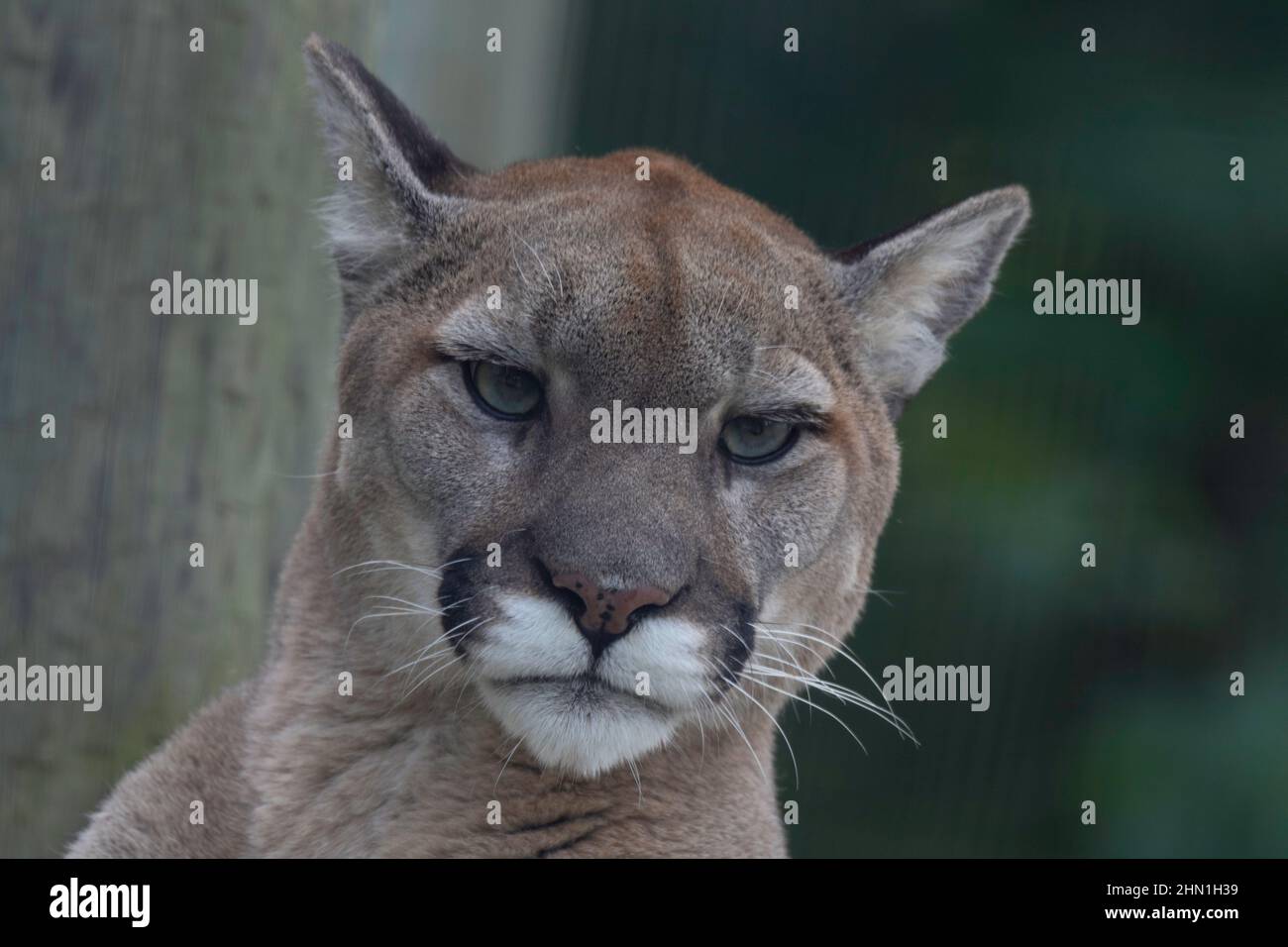 Puma face hi-res stock photography and images - Alamy