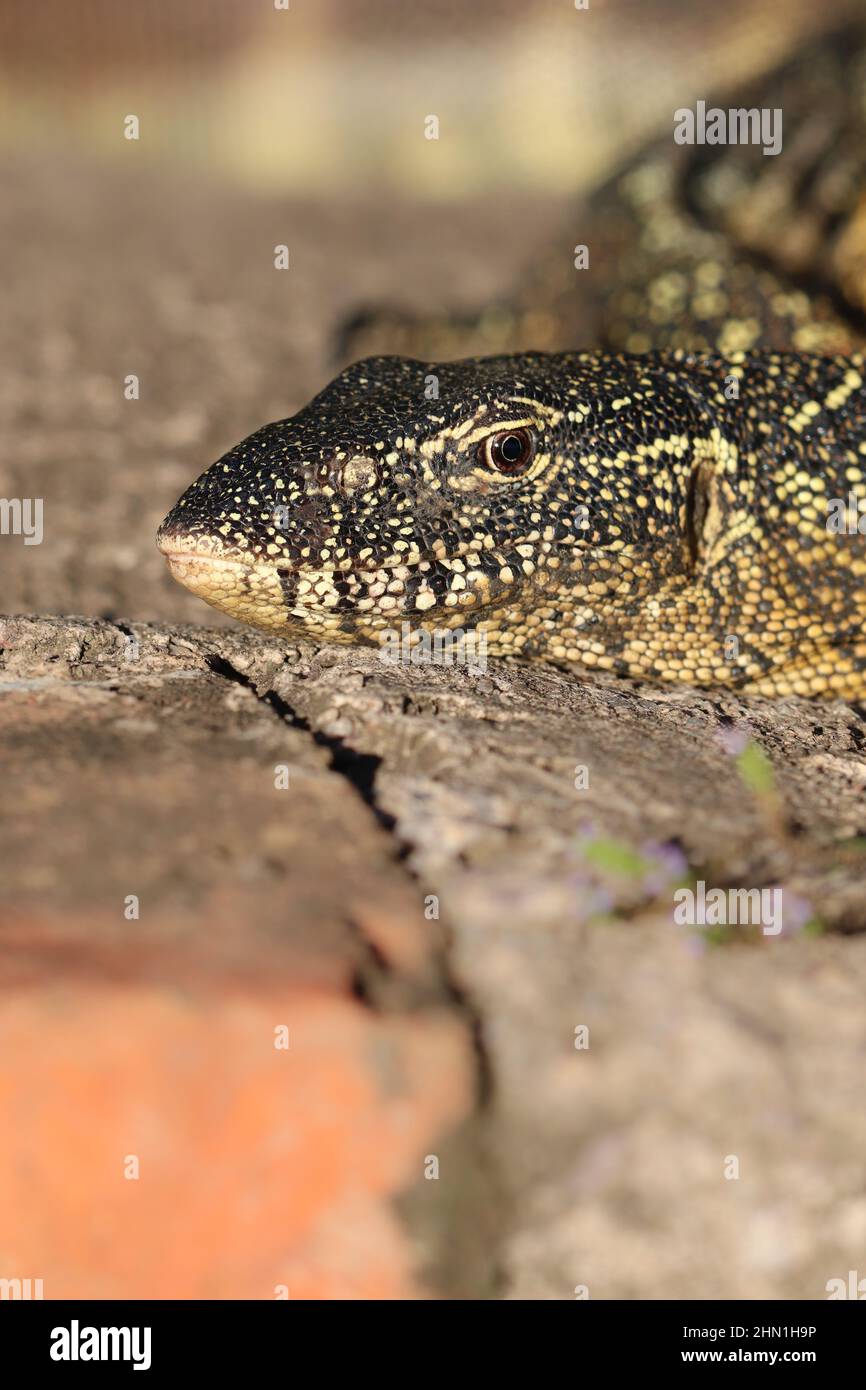 Nile Monitor, South Africa Stock Photo - Alamy