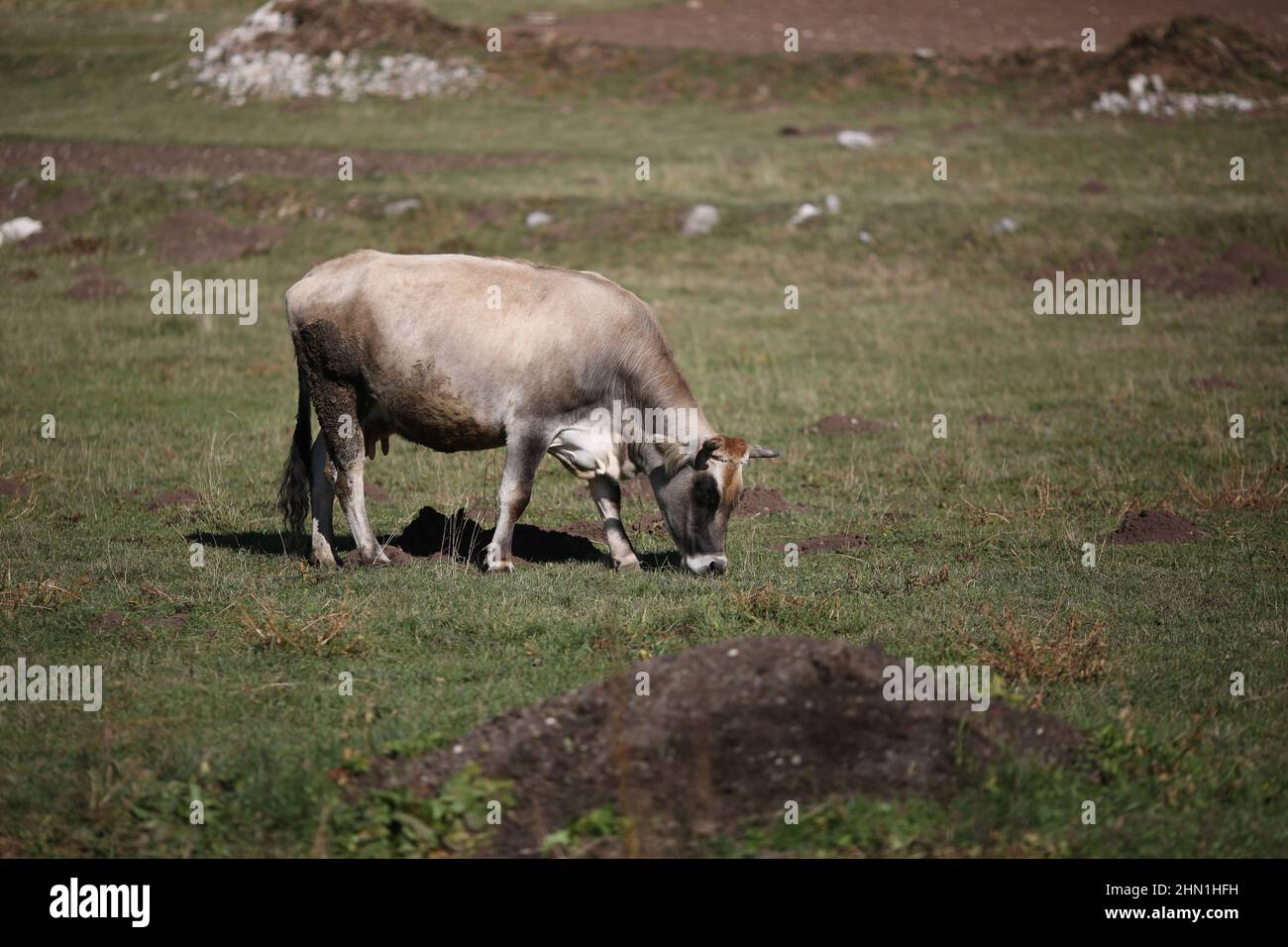 Herds of cows or sheep in nature environment and different condition ...