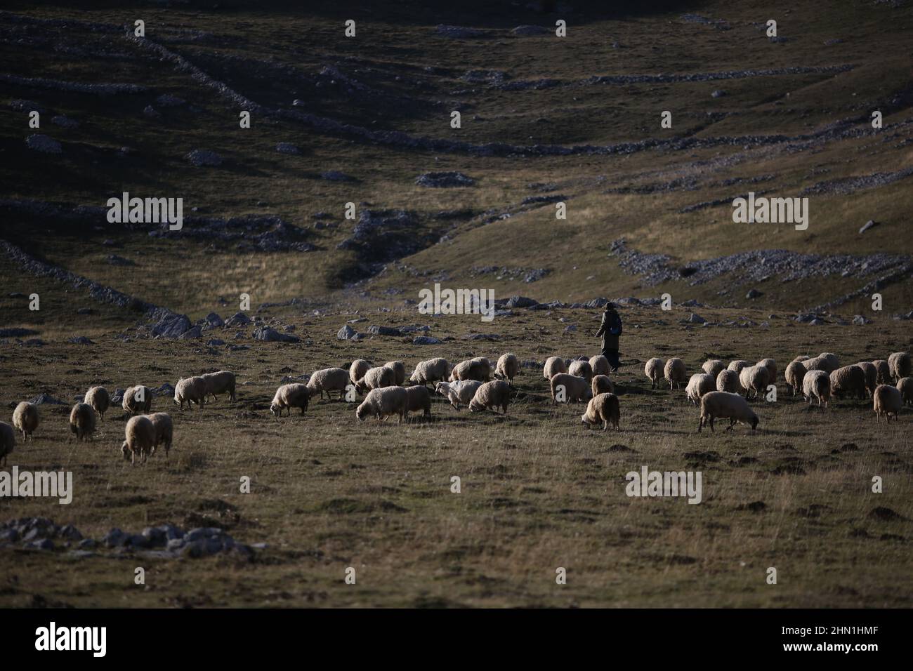 Herds of cows or sheep in nature environment and different condition ...