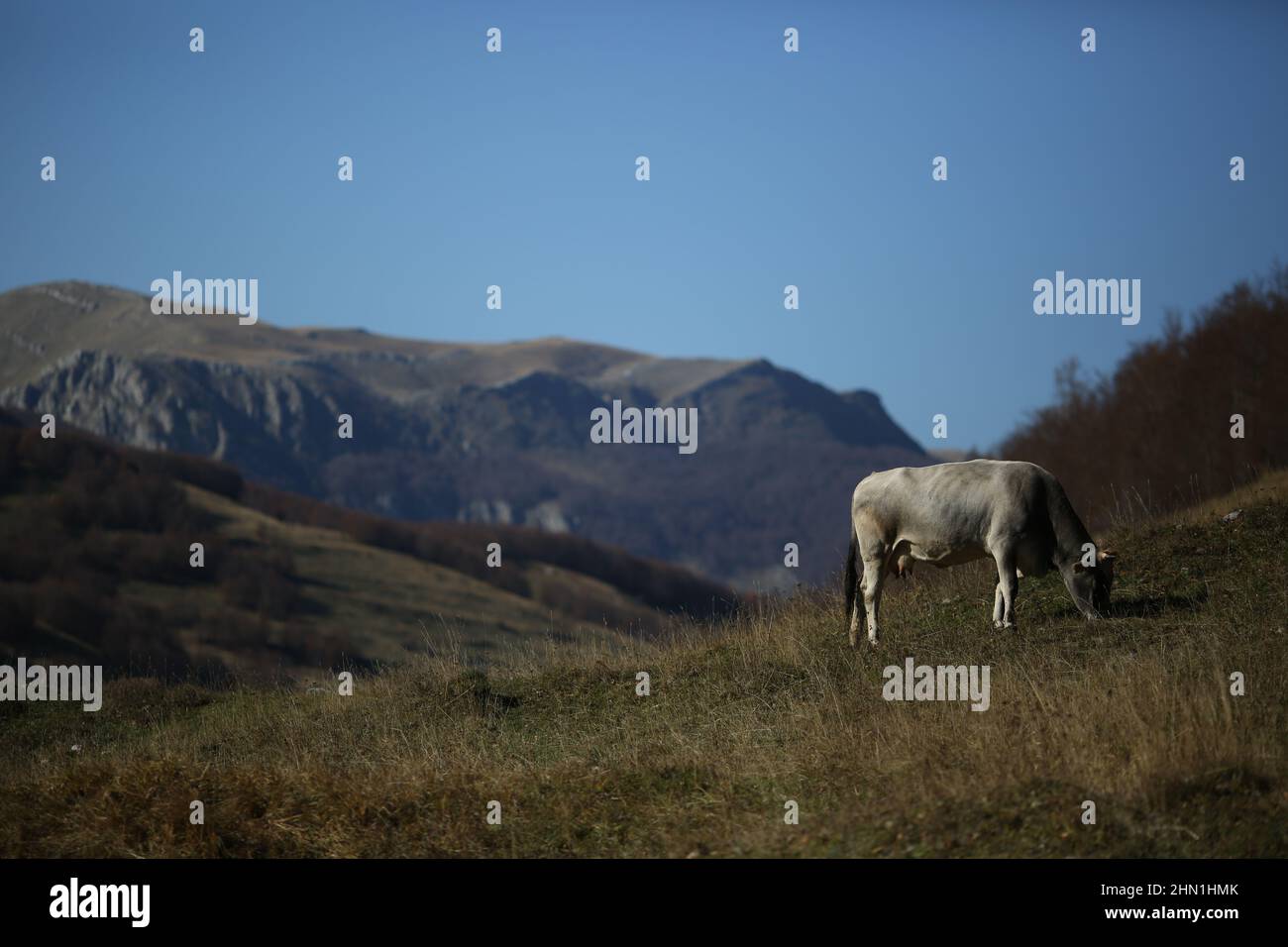 Herds of cows or sheep in nature environment and different condition ...