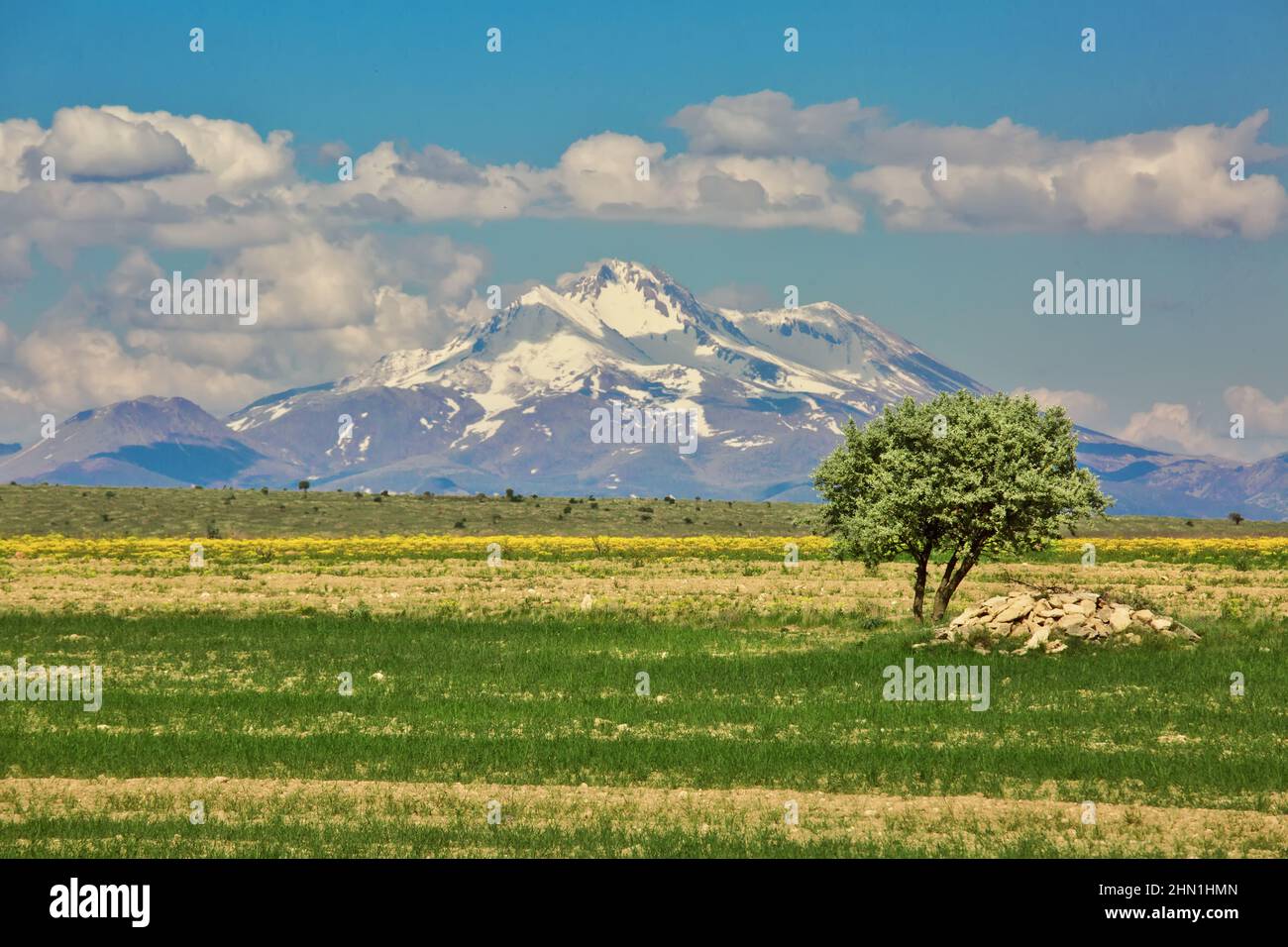 Beautiful summertime landscape, single tree with snowy peak in the ...