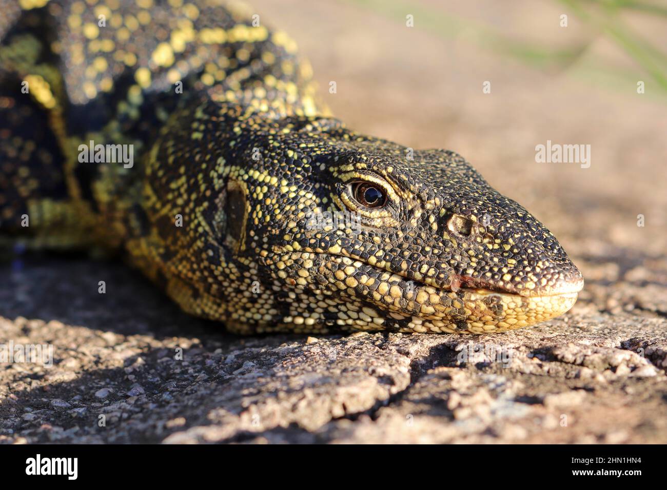 Nile Monitor, South Africa Stock Photo - Alamy