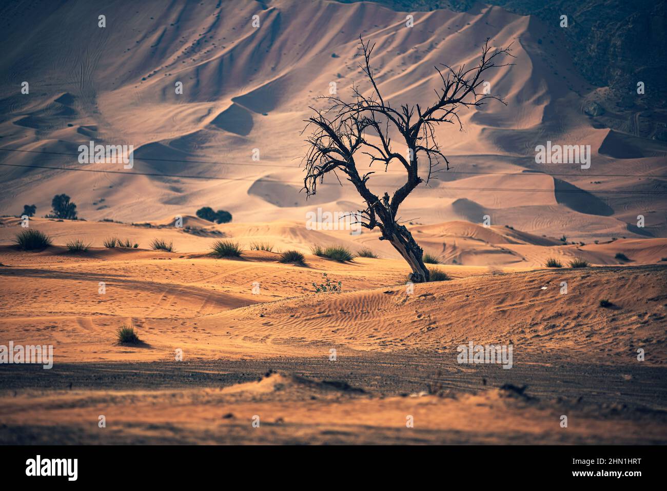 Leafless tree growing in the desert in the daytime Stock Photo - Alamy