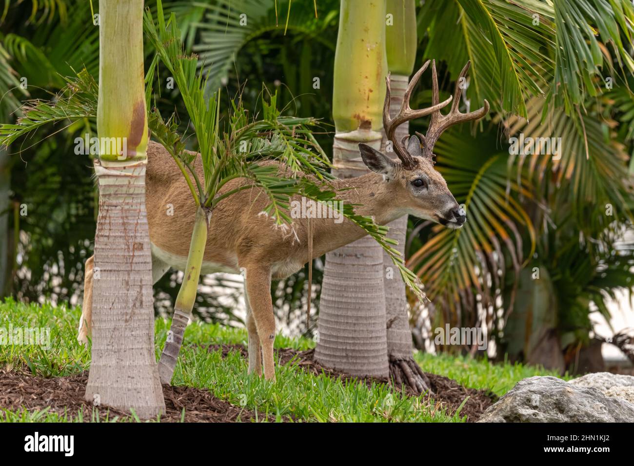 A Key Deer (Odocoileus virginianus clavium) in the Florida Keys, USA ...