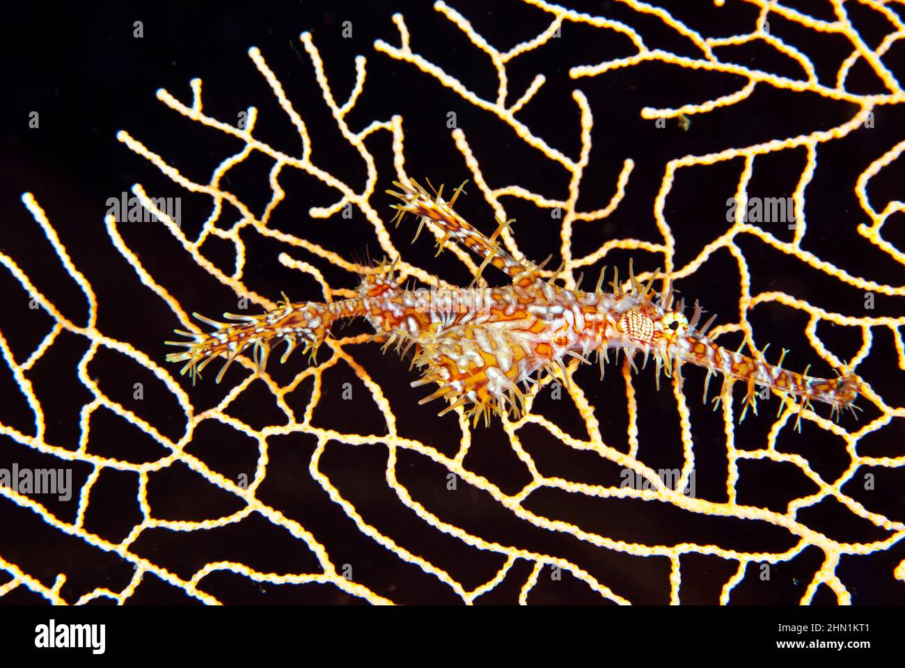 Ornate Ghost pipefish on sea fan, Solomon Islands Stock Photo - Alamy