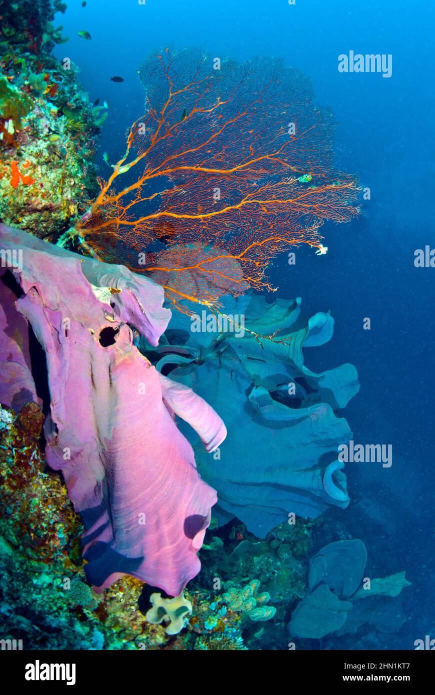 Lavender leather coral and red sea fan on vertical wall, Solomon ...