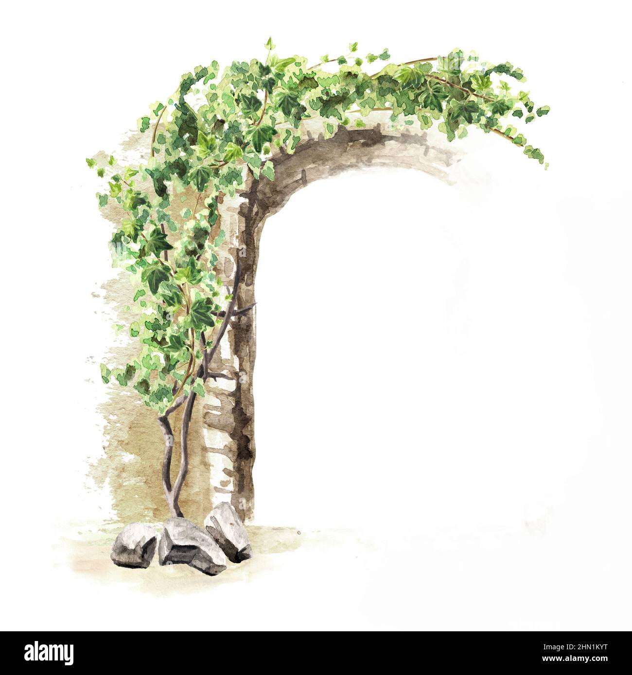 Ivy plant arch, decorative elements, Hand drawn watercolor illustration ...