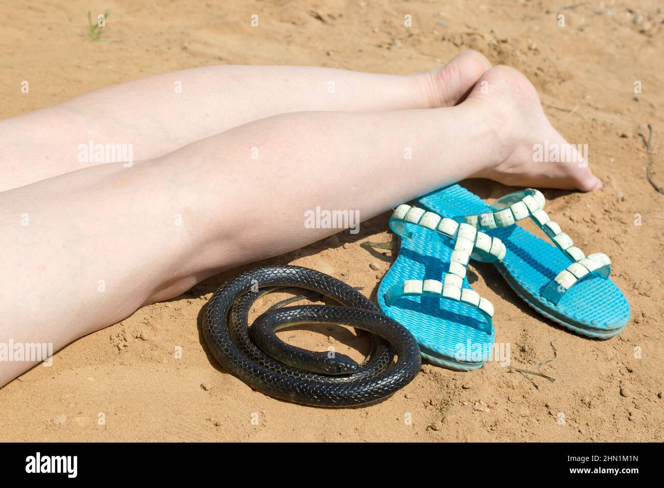 A black venomous snake lies next to a sunbathing woman on the beach ...