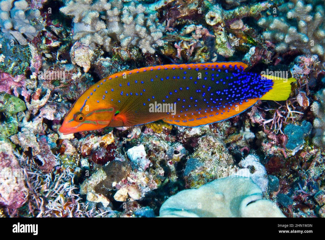 Yellowtail Coris on coral reef, Solomon Islands Stock Photo - Alamy