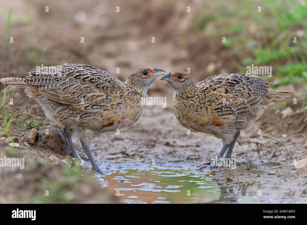 A pair of young female Pheasants drinking from a muddy pool in North ...