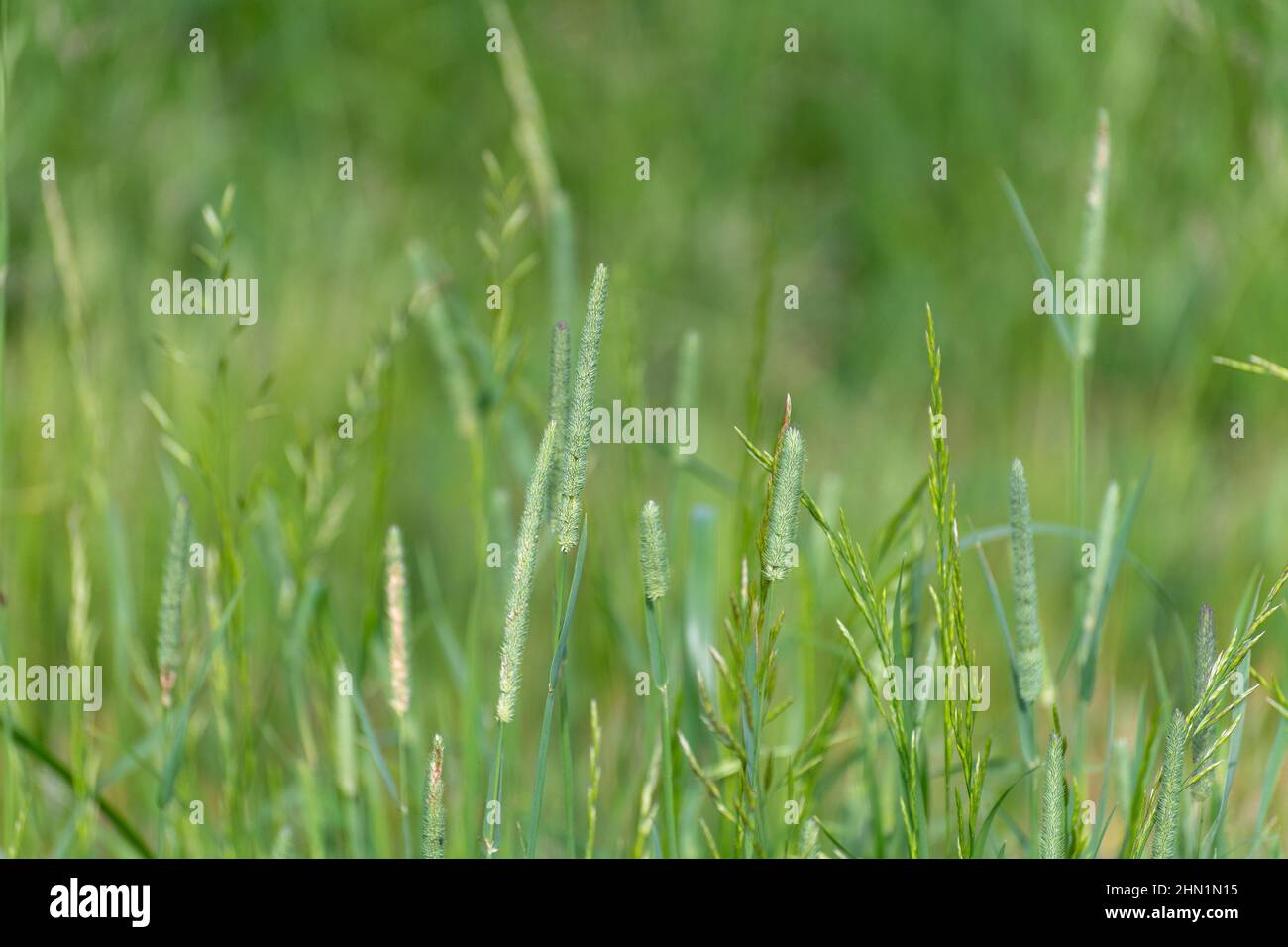 Bluegrass land hi-res stock photography and images - Alamy