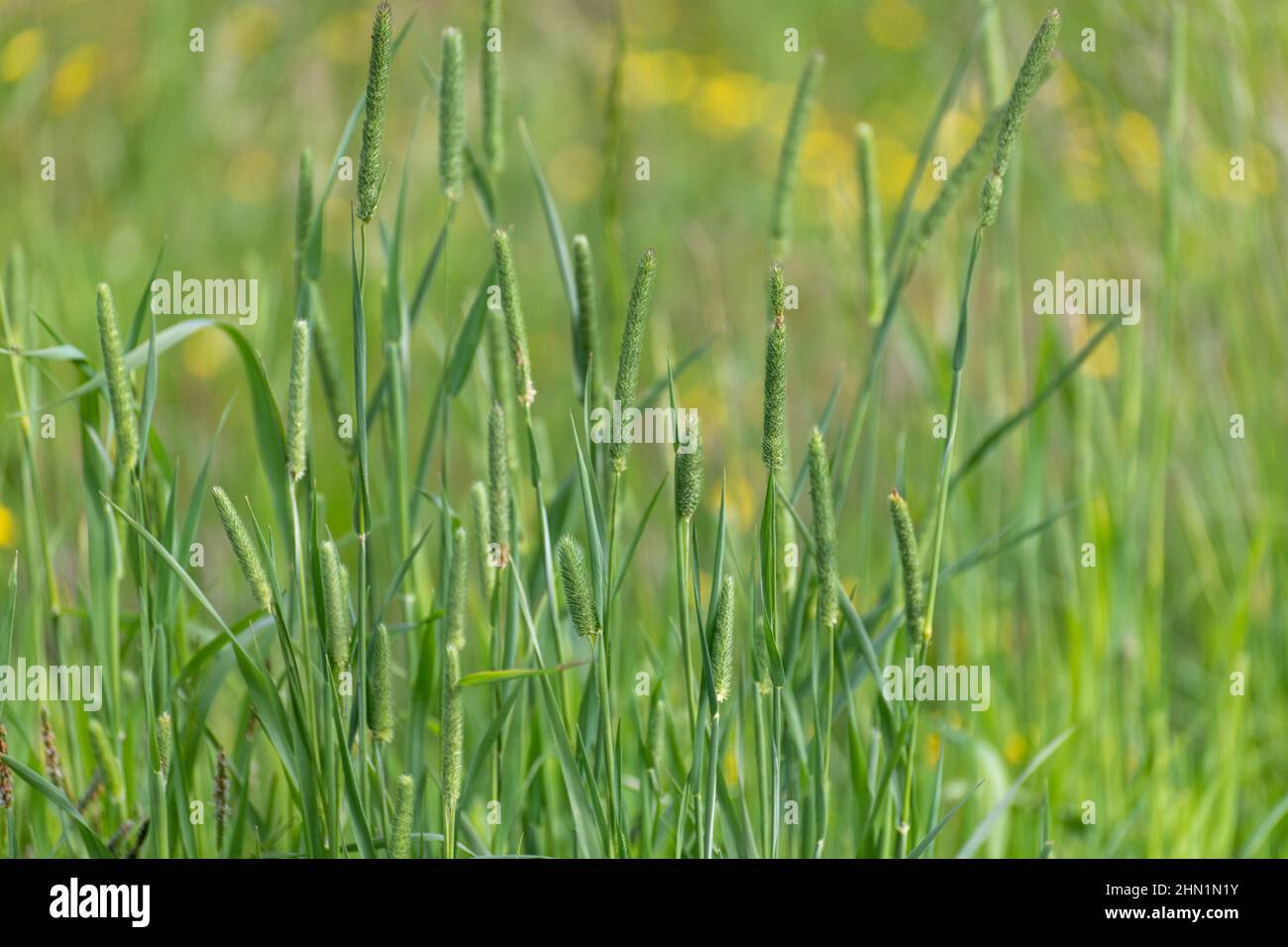 Bluegrass meadow hi-res stock photography and images - Alamy