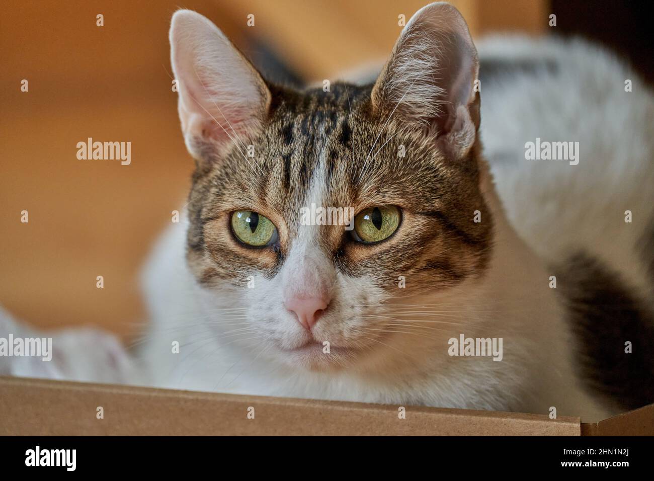 European cat portrait Stock Photo - Alamy