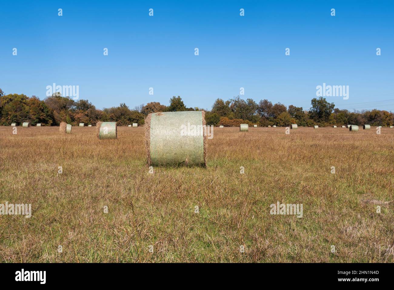 Hay harvested and rolled into round bales filling a farm field and ...