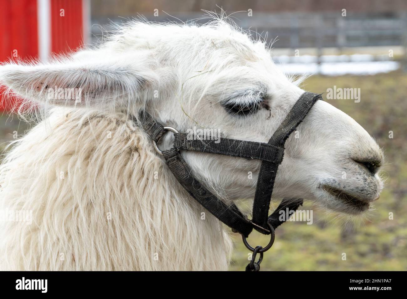 Llama (Vicugna vicugna) close up at a pet farm with fun expressions ...