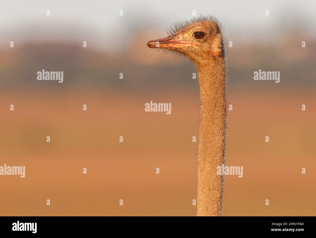 Common Ostrich, South Africa Stock Photo - Alamy