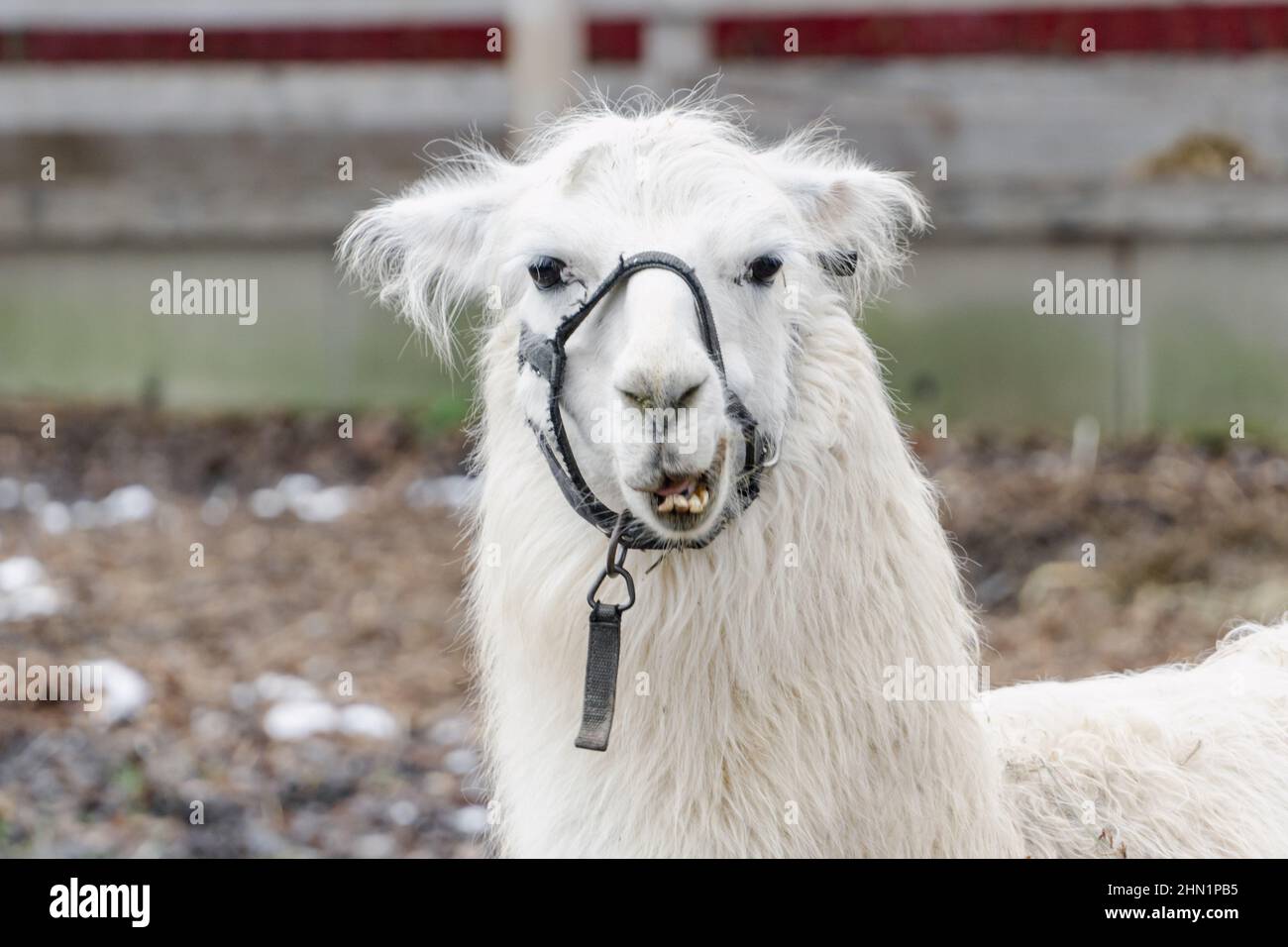 Llama (Vicugna vicugna) close up at a pet farm with fun expressions ...