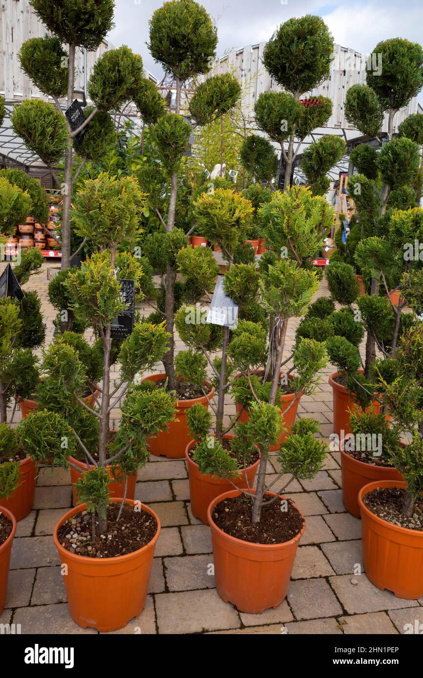 Shrubs in pots hi-res stock photography and images - Alamy