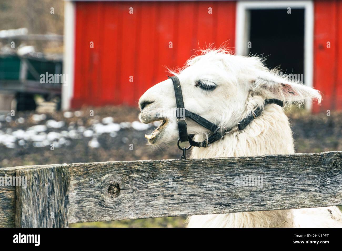 Llama (Vicugna vicugna) close up at a pet farm with fun expressions ...