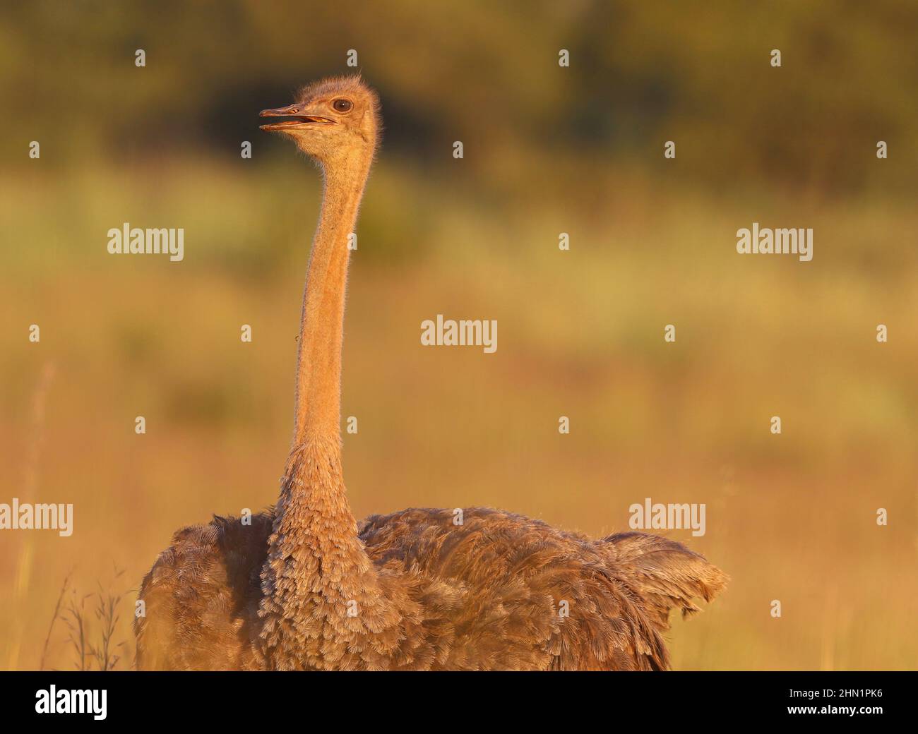 Common Ostrich, South Africa Stock Photo - Alamy
