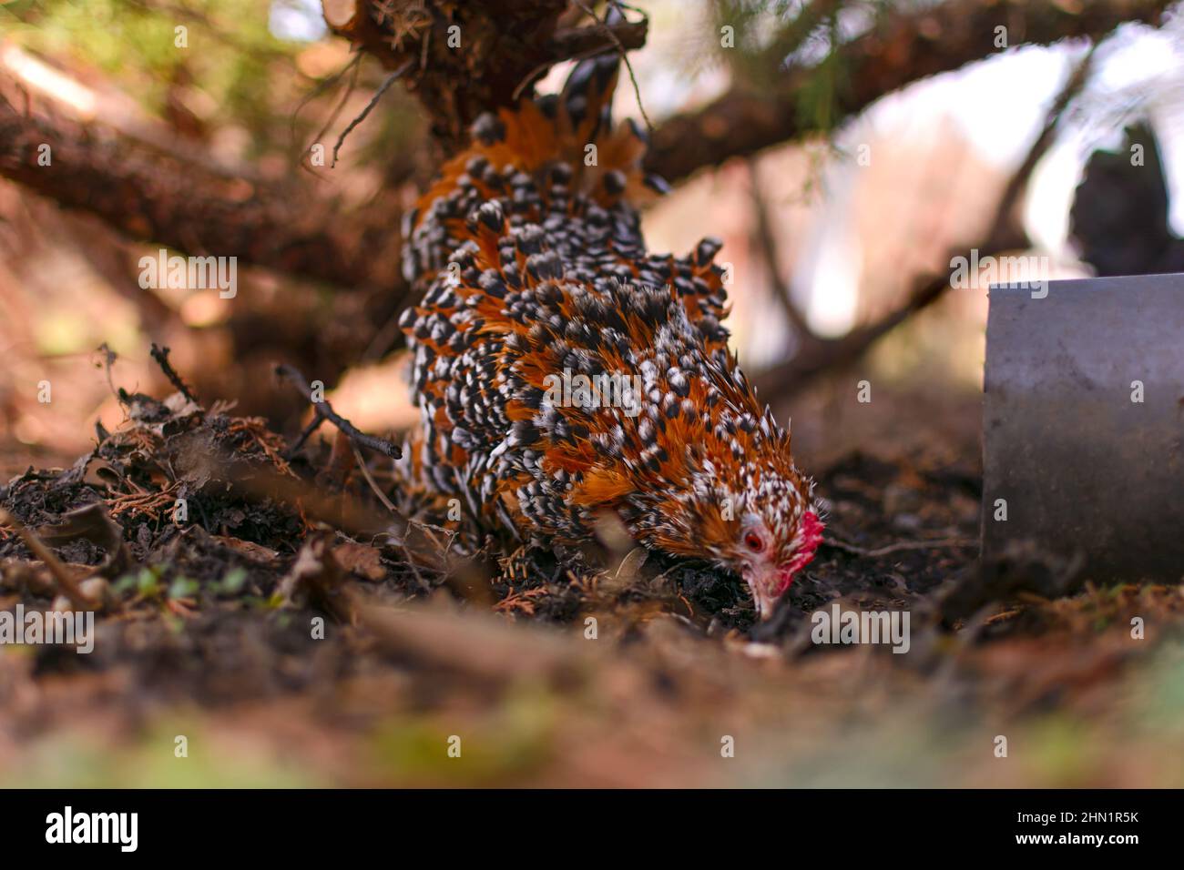 Free red and black chicken on a domestic poultry farm Stock Photo - Alamy
