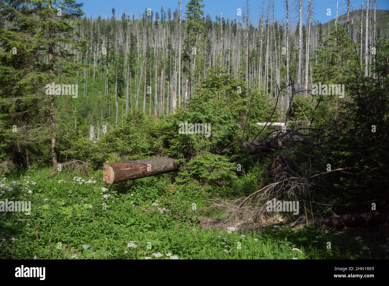 cleaning the forest from old plants, lots of dry trees in the ...