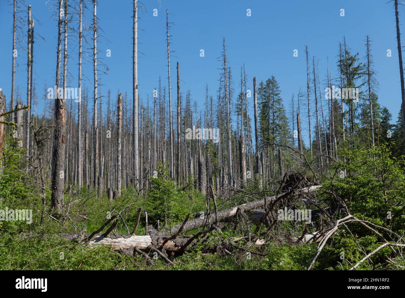felling of dry forest, mountains without forest and trees Stock Photo ...