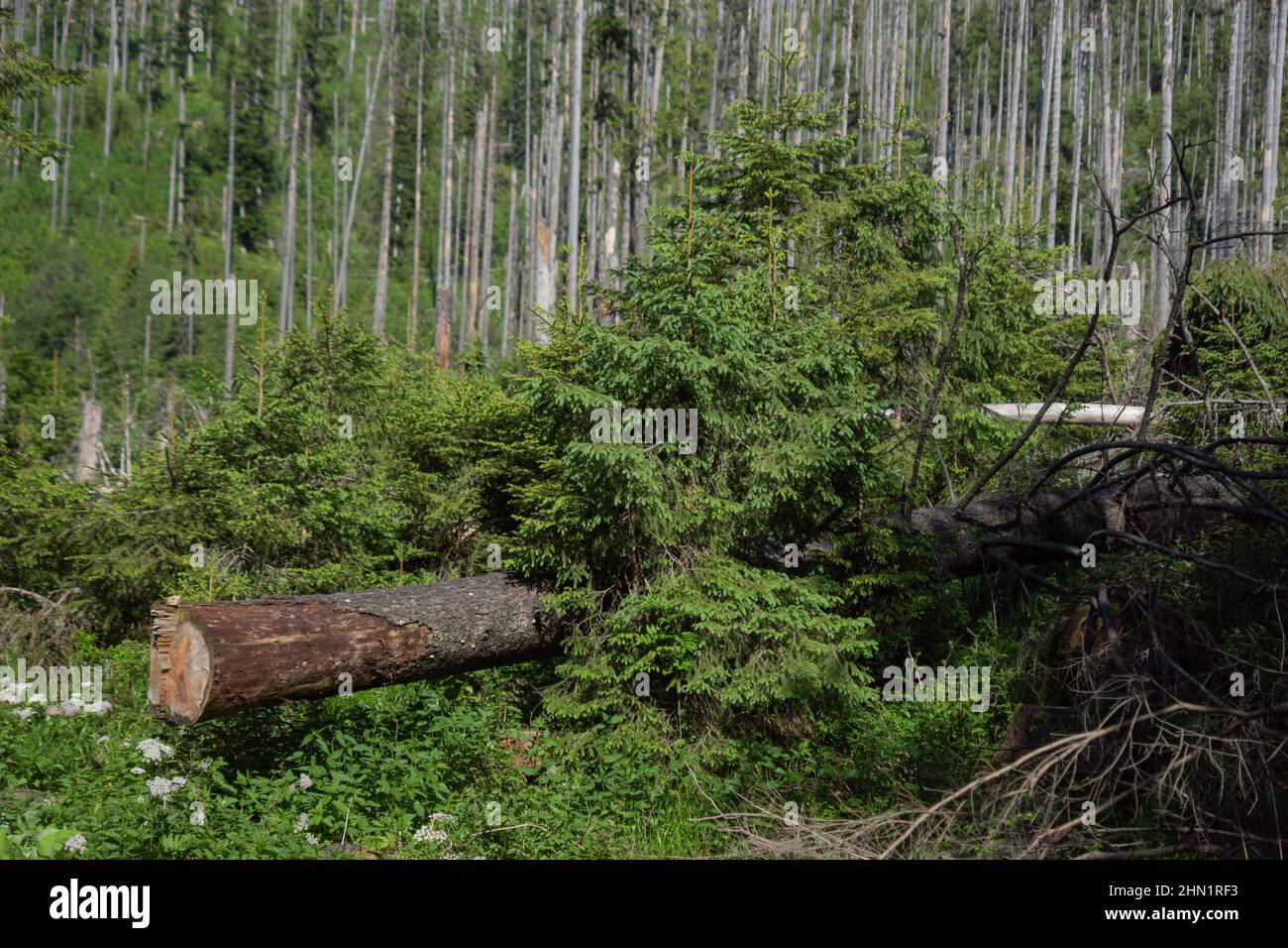 Cleaning the forest hi-res stock photography and images - Alamy