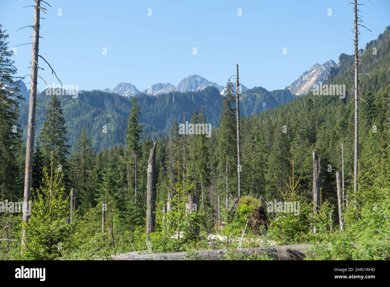 felling of dry forest, mountains without forest and trees Stock Photo ...