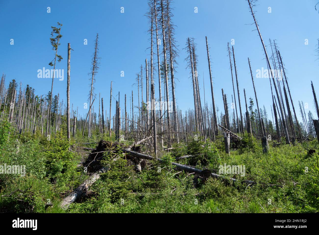 felling of dry forest, mountains without forest and trees Stock Photo ...