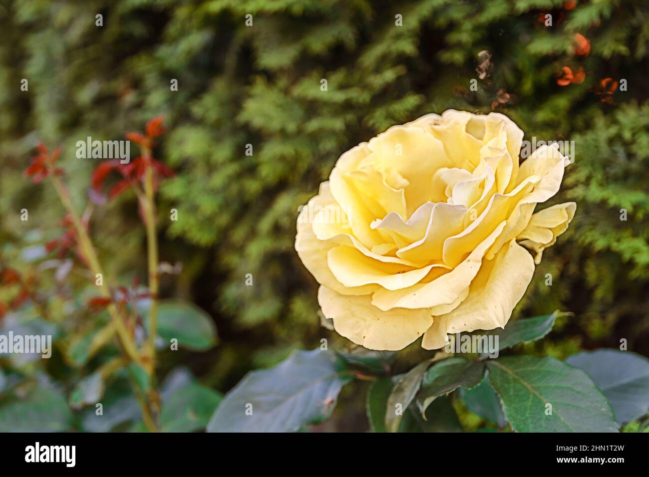 Fresh yellow rose in the garden with green background Stock Photo - Alamy