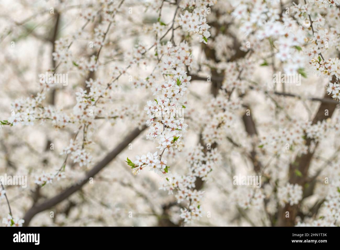 Blooming white sakura cherry blossom flowers close-up Stock Photo - Alamy