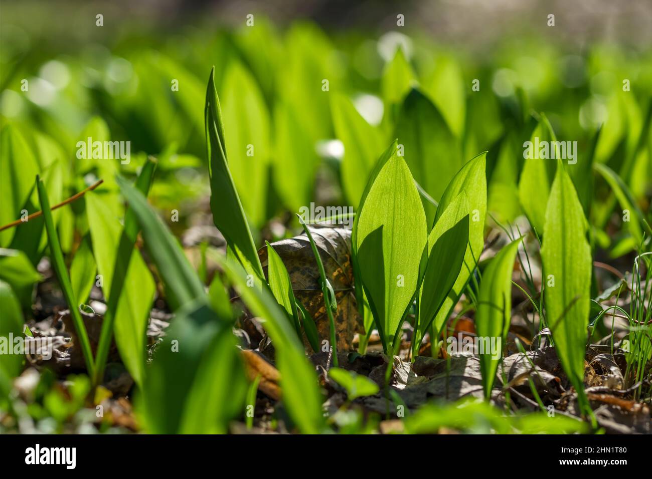 Edible wild leaves hi-res stock photography and images - Alamy