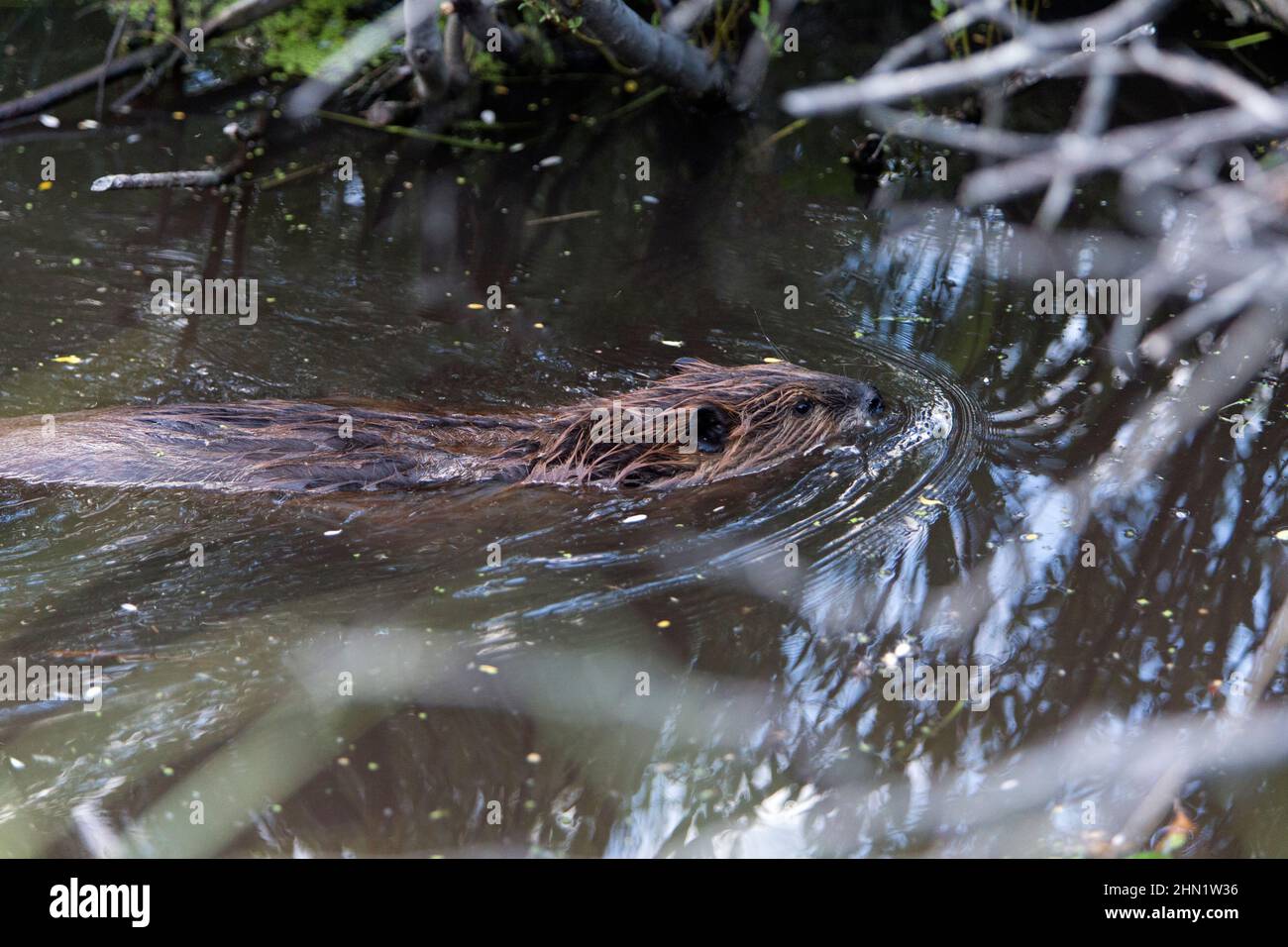 American Beaver (Castor canadensis) swimming in creek, Yellowstone, NP ...