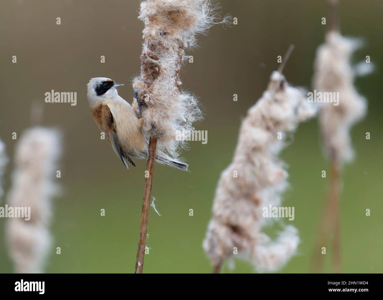 Penduline tit, Remiz pendulinus, single bird on reed, Somerset ...