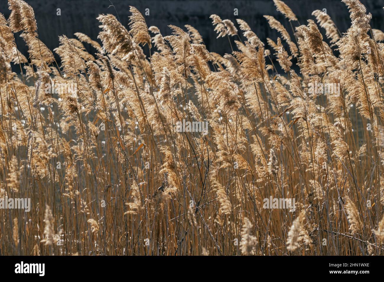 Close up natural grass swaying hi-res stock photography and images - Alamy